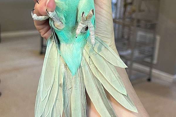Emerald ringneck female