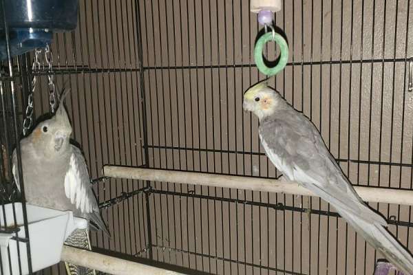 Proven breeding pair