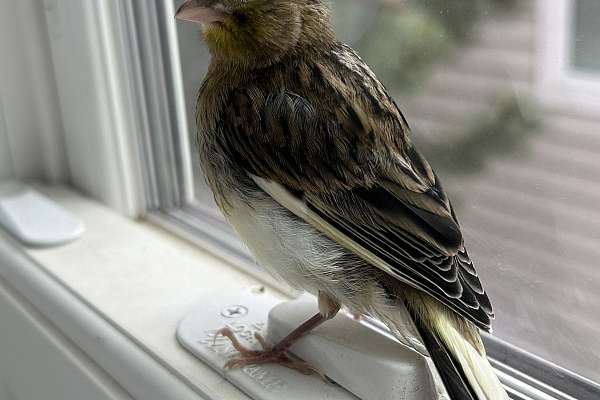 Canary - Spanish Timbrado