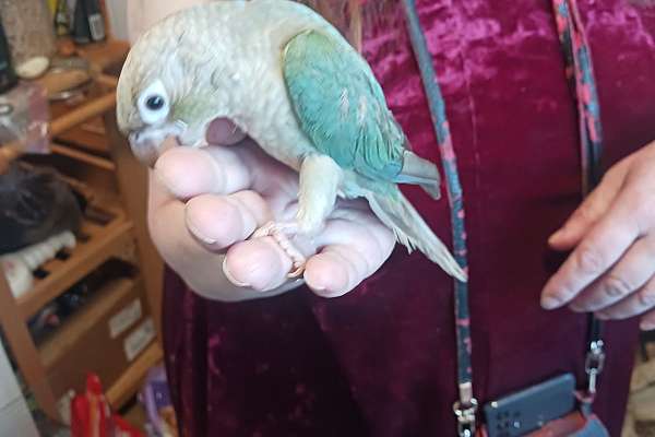 Cinnamin Turquoise Baby Green Cheek Conures