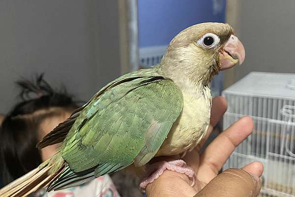 Cinnamon Green cheek conure