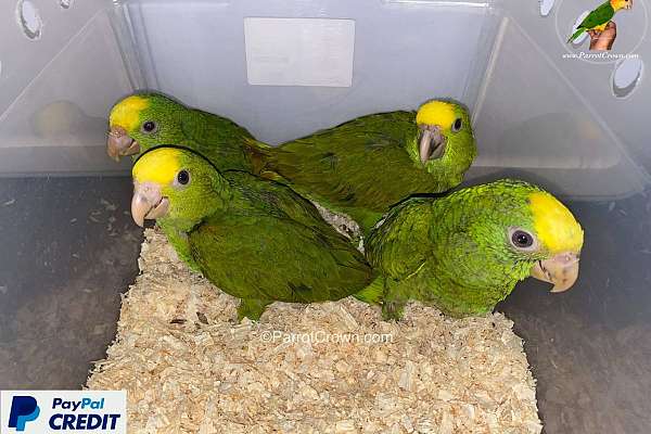 Baby Double Yellow Headed Amazons (Fast & Affordable Nationwide Shipping)