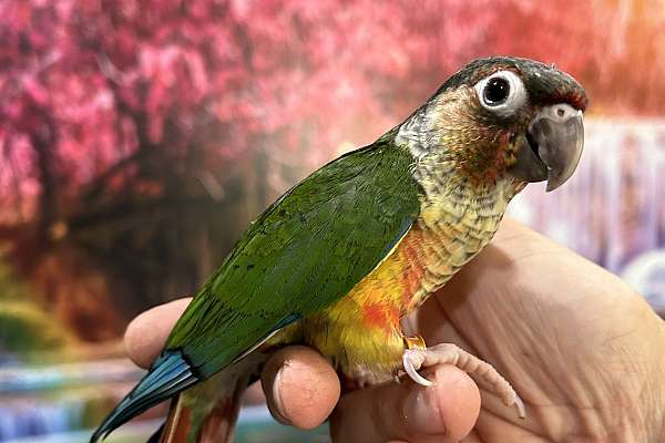 Baby female yellowside green cheek conure
