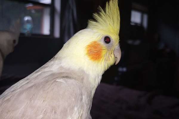 Cinnamon pied cockatiel