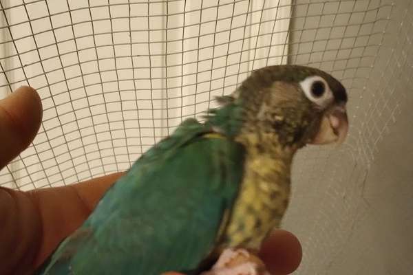 Turquoise yellow sided green cheek