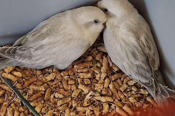 Quakers babies Different Mutations Available Now