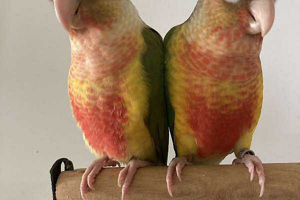 Greencheek Conures-Pineapples