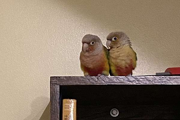Bonded pair of green cheek conures