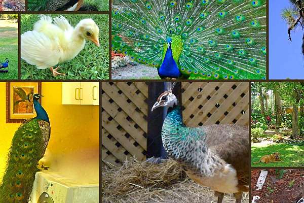 Beautiful Indigo Blue Peacocks. No Shipping