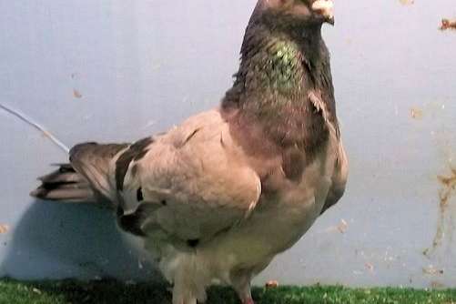 Valencian Figurita Blue Hen .All Birds Are Vaccinated for Pmv . Mate Availa