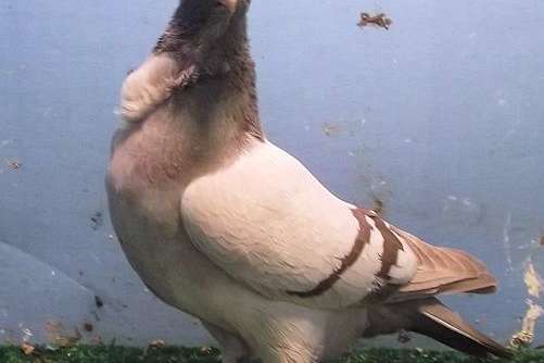 Valencian Figurita .All Birds Are Vaccinated for Pmv . Mate Available