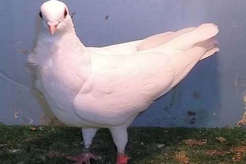 Valencian Figurita Hen .All Birds Are Vaccinated for Pmv