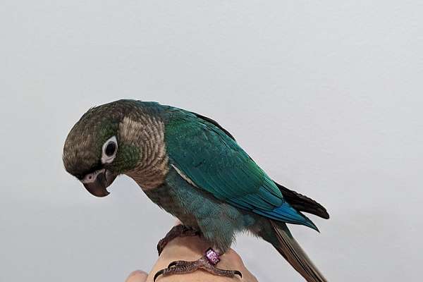 Turquoise Green Cheek Conure