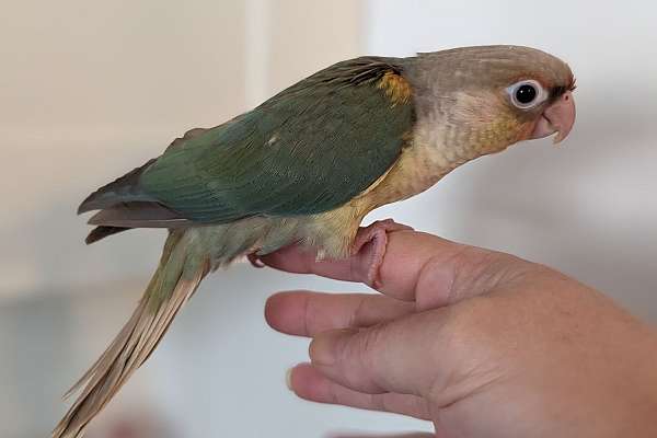 Pineapple Turquoise Green Cheek Conure