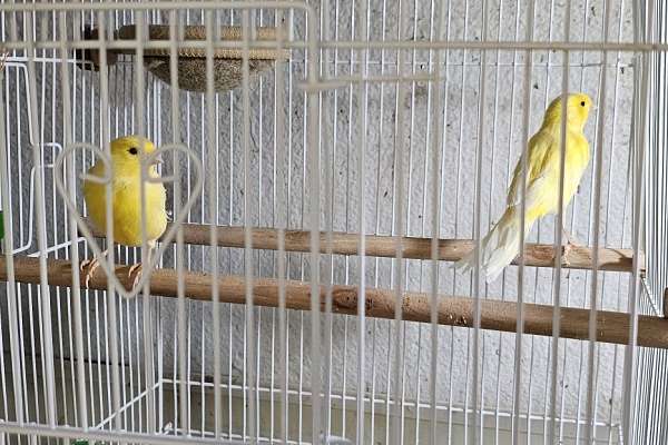 Yellows Canaries pair male and female $99 pair