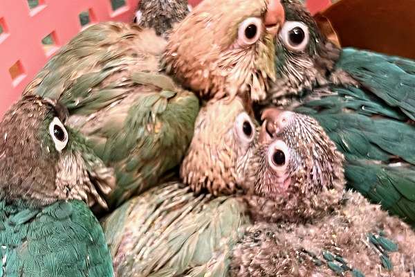 Baby Turquoise Green-cheeked Conures Available
