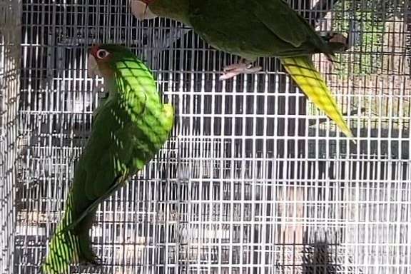 Mitred conure Female