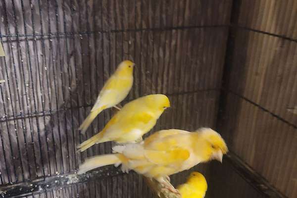 Canaries