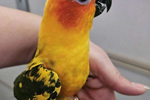 Sun conure