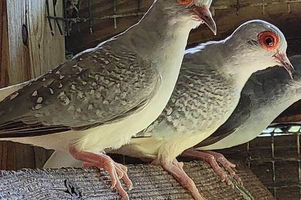 Dimond doves for sell