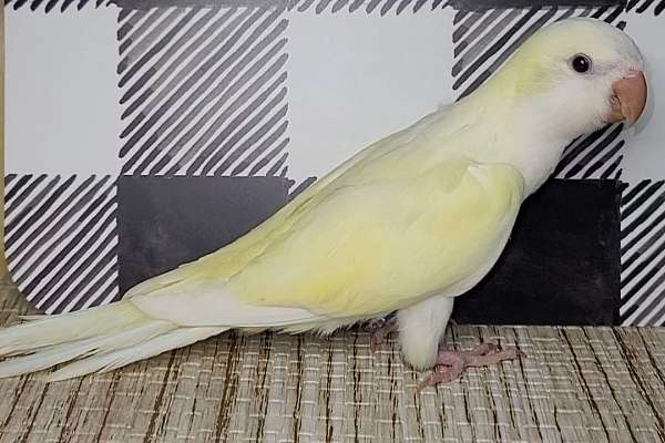 Dark eye white or cream female quakers