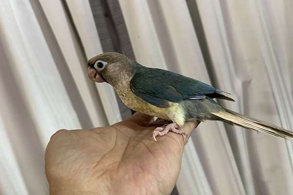 Baby female cinnamon turquoise green cheek conure