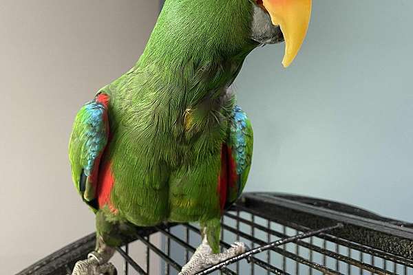 Male Solomon Island Eclectus
