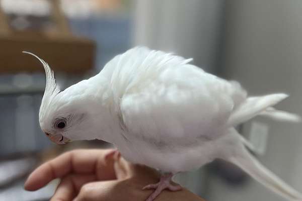 Beautiful trained cockatiels