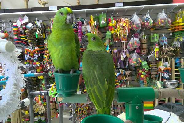 Yellow Nape Amazons