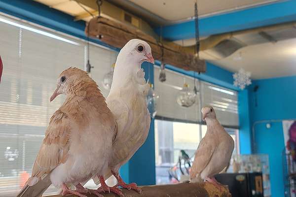Ringneck doves