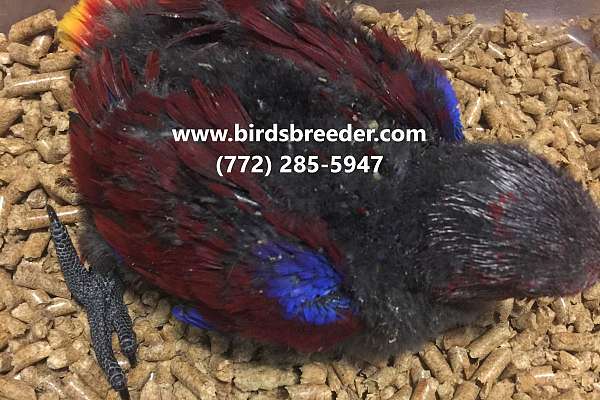 Baby pure Vosmaeri Eclectus available for $3,000 ea Multi-purchase discount