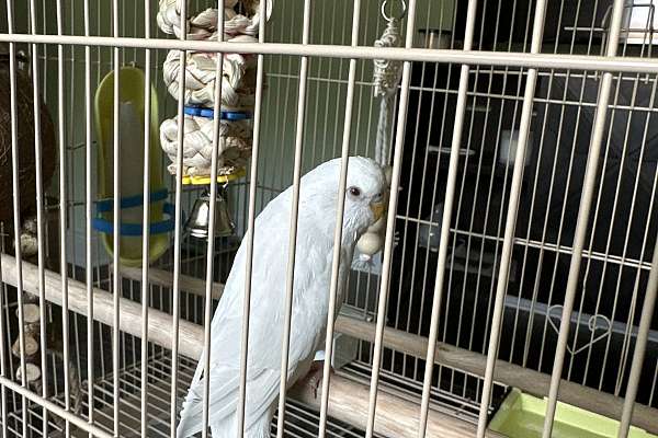 FREE All White Parakeet with accessories