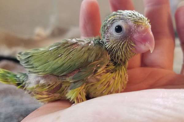 Baby parrotlets