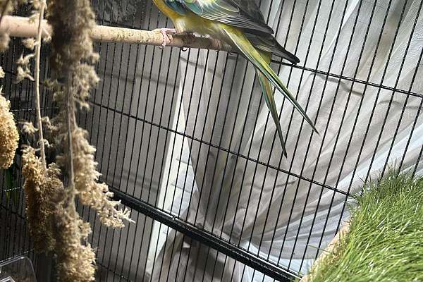 Red Rumped bonded pair