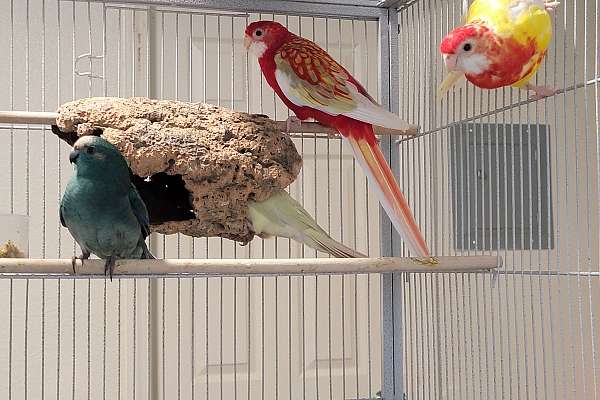 Rubino and Lutino Rosellas