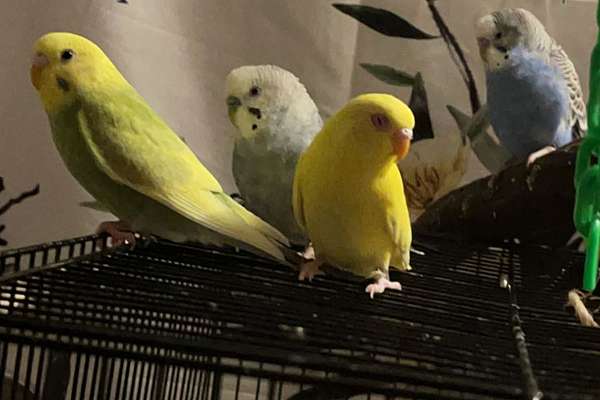 4 healthy parakeets in need of a loving home