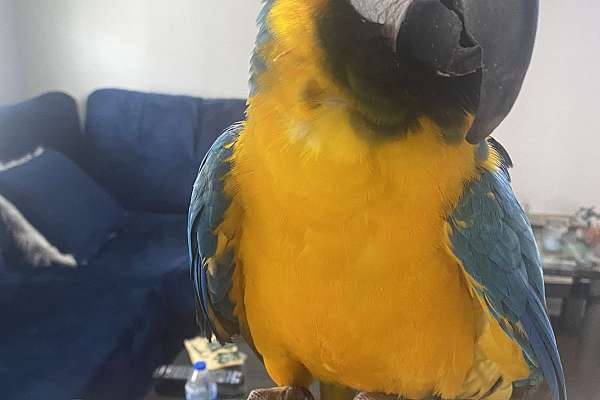 Blue and Gold Parrot