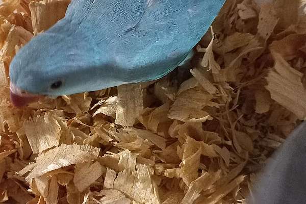 Baby Blue Indian Ringneck