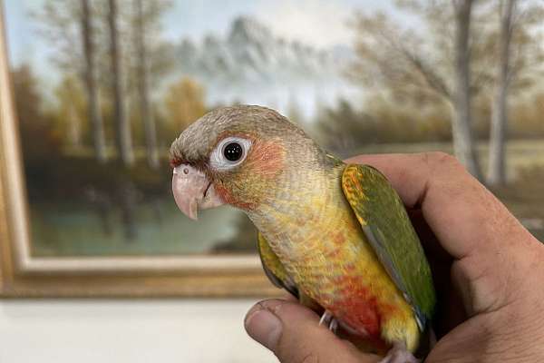 Female pineapple green cheek conure