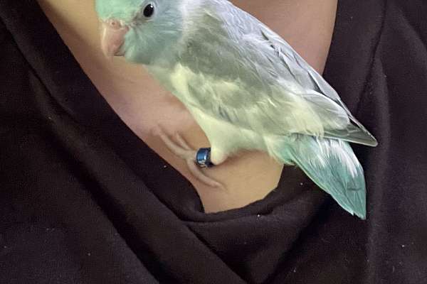 Baby Parrotlet