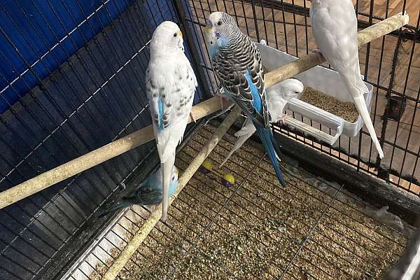 10 young parakeets