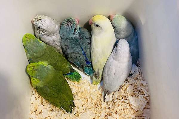 Green and marbled parrots available
