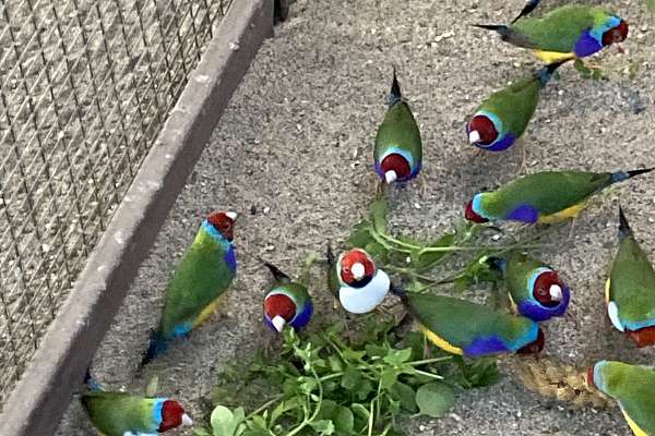 Lady Gouldian finch