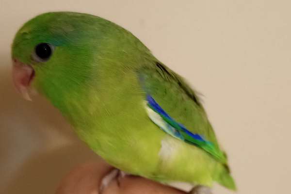 Male Parrotlet