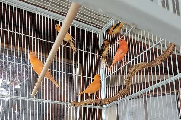 Red Factor And Intensive Red Factor Canaries