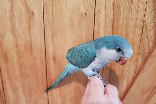 Quakers Blue, Blue cross over, Green, Turquoise