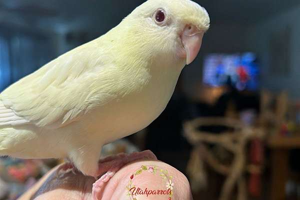 Lineolated parakeets(aka Linnie’s)