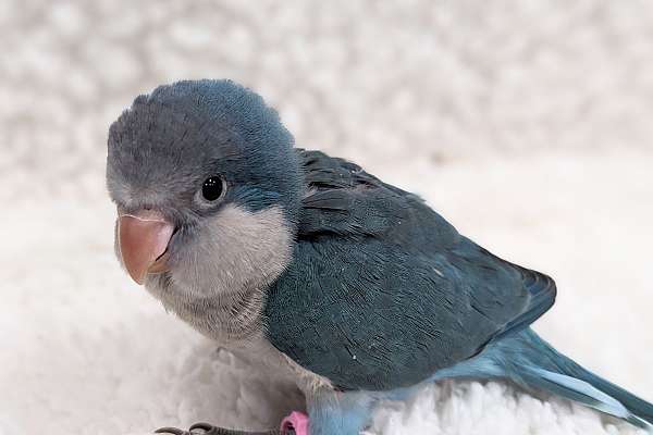 Quaker
