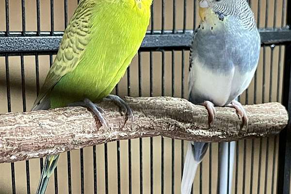 2 Parakeets for rehoming