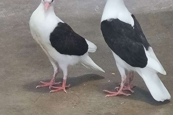 Voorberg pouter pigeons